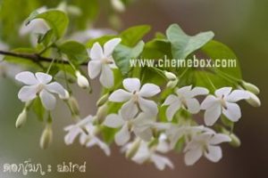 MOKE FLOWER ดอกโมก - chemebox